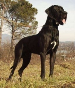 La morfologia dell'alano