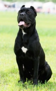 Cane corso: caratteristiche e curiosità