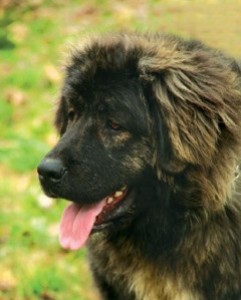 cane da pastore del Caucaso