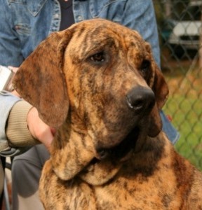 Fila brasileiro